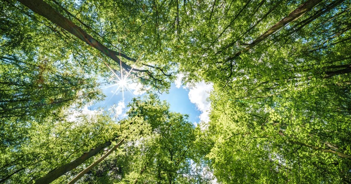 Environment | London Marathon Events